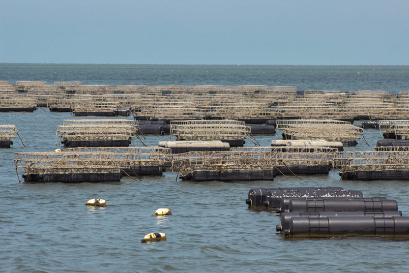 Flow N Grow™ 6 Bay Floating Cage – Ketcham Supply